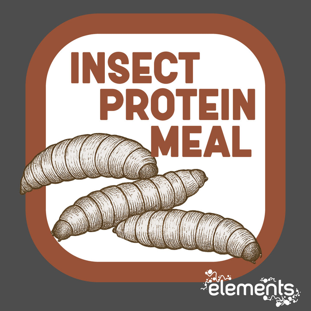 Insect Protein Meal