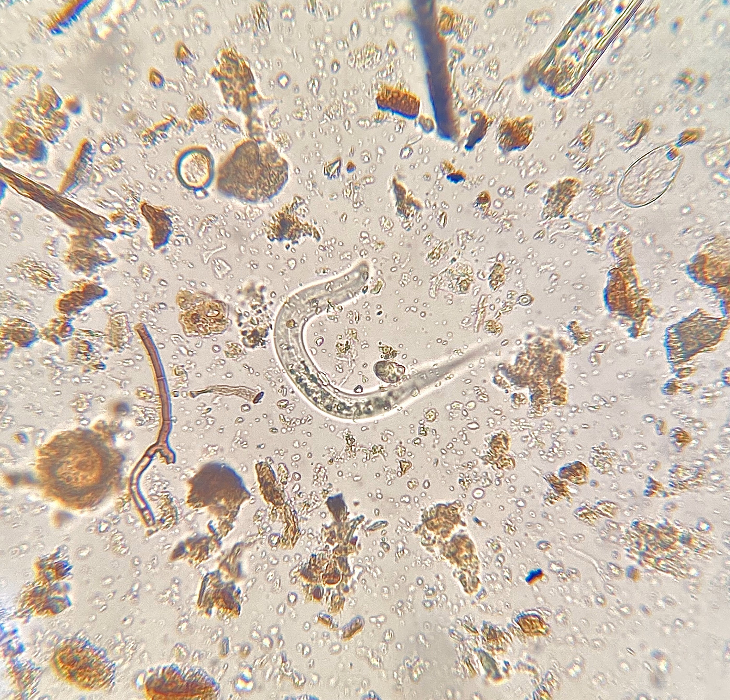 Soil Food Web Microscope Assay